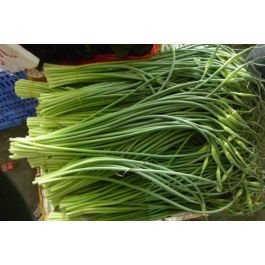 CHINESE GARLIC STEM